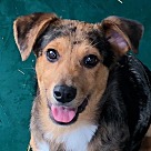 Corgi Puppies - Corgi Rescue and Adoption Near You