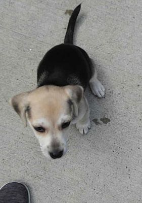 Toronto, ON - Labrador Retriever/Terrier (Unknown Type, Medium). Meet ...