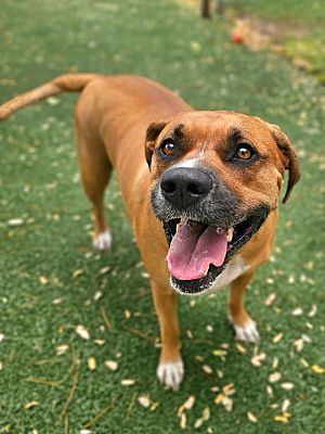 Fort Myers, FL - Black Mouth Cur/Mixed Breed (Medium). Meet Arwen a Pet ...