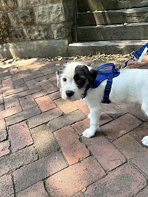 Springfield, VA - Pit Bull Terrier/Wirehaired Fox Terrier. Meet Fallon ...