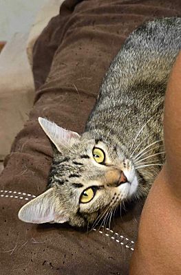 Valdosta, GA - Tabby. Meet Trouble a Pet for Adoption - AdoptaPet.com