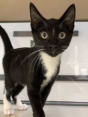 Houston, TX - Domestic Shorthair. Meet Goose a Pet for Adoption ...