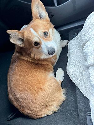 Crystal, MN - Corgi. Meet Chess - FOSTER TO ADOPT a Pet for Adoption ...