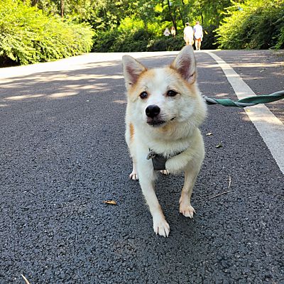 Mississauga, ON - Jindo/Spitz (Unknown Type, Small). Meet luv(Sarang) a ...
