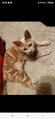 Columbus, GA - Tabby. Meet Hercules a Pet for Adoption - AdoptaPet.com