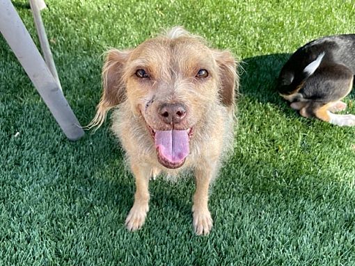 Peoria, AZ - Border Terrier/Chinese Crested. Meet Tessa a Pet for ...