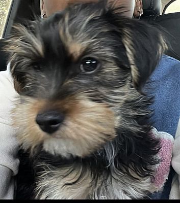 Stone Mountain, GA - Yorkie, Yorkshire Terrier/Maltese. Meet Nena a Pet ...