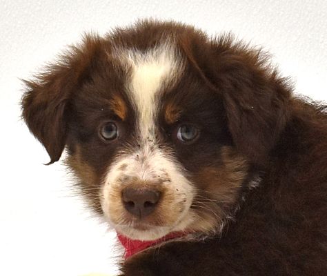 Springfield, OH - Australian Shepherd. Meet Mia a Pet for Adoption ...