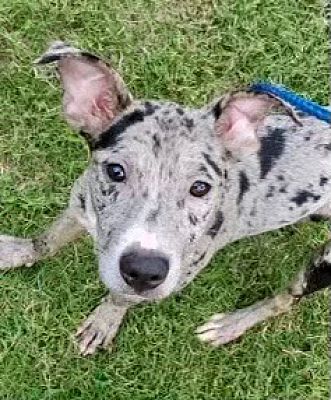 Boulder, CO - Catahoula Leopard Dog/Labrador Retriever. Meet Dapple a ...