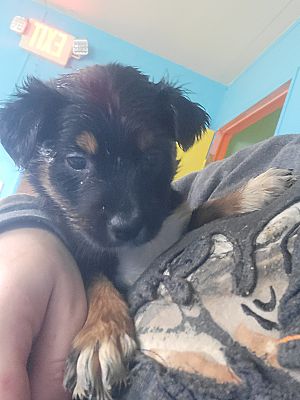 Unionville Va Australian Shepherd Yorkie Poo Meet Carmine A Pet For