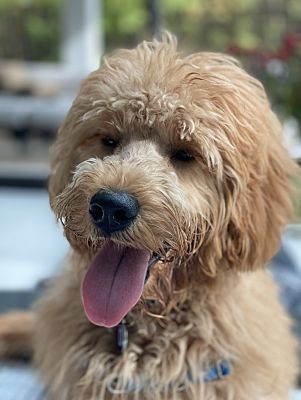 Miami, FL - Goldendoodle. Meet Atlas a Pet for Adoption - AdoptaPet.com