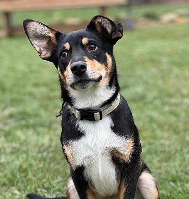 Sparta, NJ - Australian Shepherd/Beagle. Meet Bear a Pet for Adoption ...