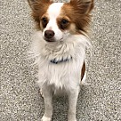 Papillon Puppies - Papillon Rescue and Adoption Near You