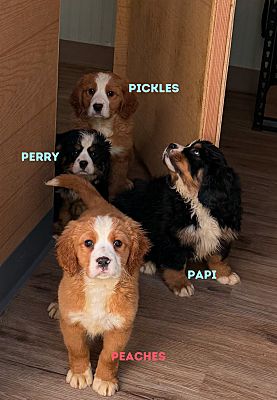 Hazlet, NJ - Bernese Mountain Dog/Cavalier King Charles Spaniel. Meet ...