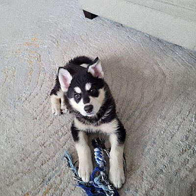 Cambridge, ON - Husky. Meet Cooper a Pet for Adoption - AdoptaPet.com