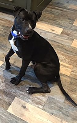 Boston, MA - Labrador Retriever/Pit Bull Terrier. Meet A - WILLIE a Pet ...