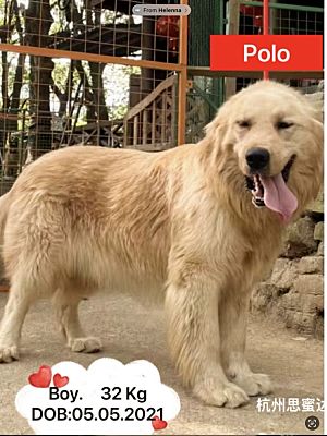 West Hollywood, CA - Golden Retriever. Meet Polo - COMING SOON a Pet ...