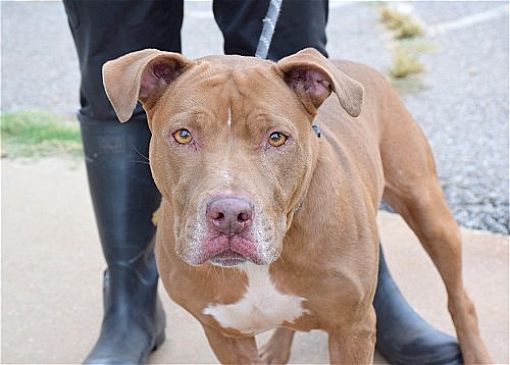 Anniston, AL - Pit Bull Terrier. Meet Storm a Pet for Adoption ...