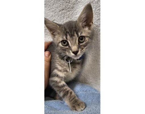 Hamilton, OH - Domestic Shorthair/Mixed Breed (Medium). Meet Bob Marley ...