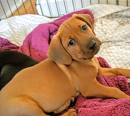 Chicago, IL - Redbone Coonhound/Labrador Retriever. Meet Caleb*ADOPTED ...