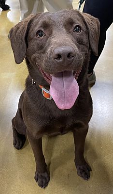 Sugar Grove, IL - Labrador Retriever. Meet Tommy a Pet for Adoption ...