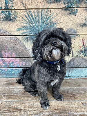Peoria, AZ - Lhasa Apso/Poodle (Miniature). Meet Panda a Pet for ...