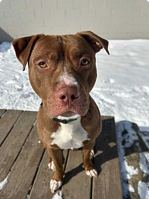 St. Clair Shores, MI - Mixed Breed (Large)/Pit Bull Terrier. Meet Smoke ...