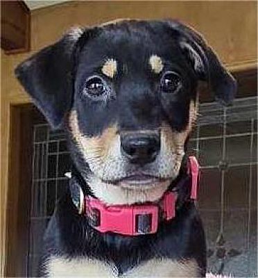 Edgar, WI - Bernese Mountain Dog/Labrador Retriever. Meet Jamaica a Pet ...