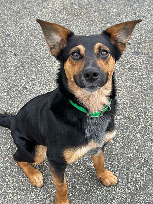 Cranston, RI - Border Collie. Meet AVOCADO a Pet for Adoption ...
