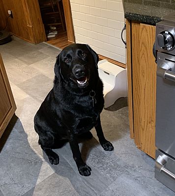 Lawrence, KS - Labrador Retriever. Meet Apollo a Pet for Adoption ...