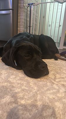 Caledonia, MI - Boxer/German Shorthaired Pointer. Meet Gunner a Pet for ...
