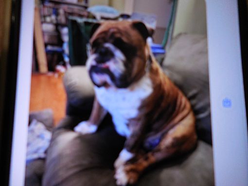 egg harbor city, NJ - Bulldog. Meet Apollo a Pet for Adoption ...