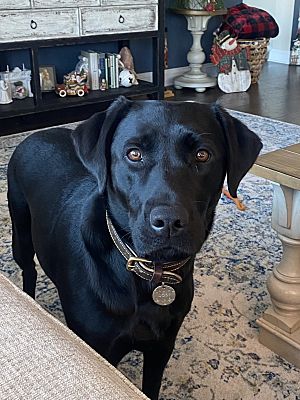 Fort Mill, SC - Labrador Retriever. Meet Doby a Pet for Adoption ...