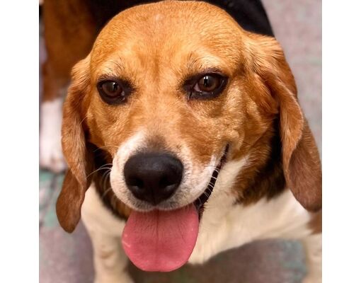 Oakbrook Terrace, IL - Beagle. Meet Lisa a Pet for Adoption - AdoptaPet.com