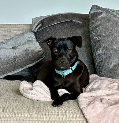 Harrison, NY - Chihuahua. Meet Nori a Pet for Adoption - AdoptaPet.com