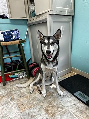 Bothell, WA - Husky. Meet Havana a Pet for Adoption - AdoptaPet.com