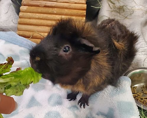 San Diego, CA - Guinea Pig. Meet Coca Cola a Pet for Adoption ...