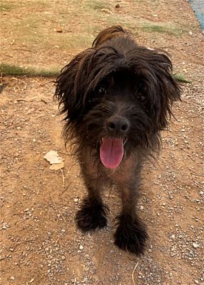 Rock Hill, SC - Chinese Crested/Poodle (Miniature). Meet Ernie a Pet ...