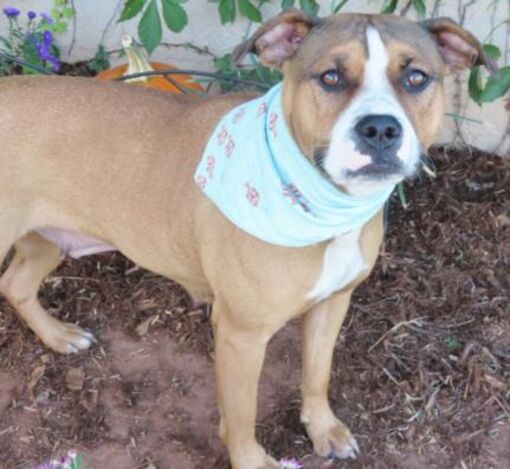 Oklahoma City, OK - Boxer/American Pit Bull Terrier. Meet GEMMA a Pet ...