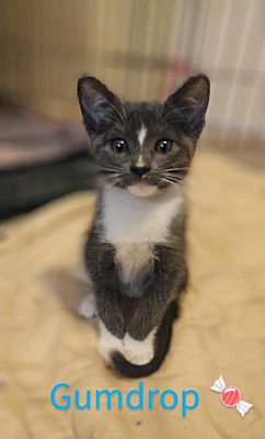 San Antonio, TX - Domestic Shorthair. Meet Gumdrop a Pet for Adoption ...