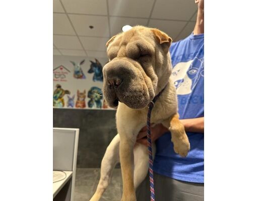 Jackson, MI - Shar Pei/Mixed Breed (Medium). Meet Lumi a Pet for ...