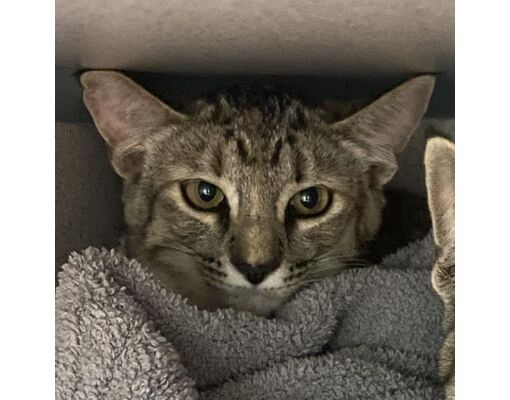 Santa Maria, CA - Domestic Shorthair. Meet Pebble a Pet for Adoption ...