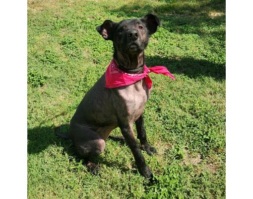 Wyethville, VA - Xoloitzcuintle/Mexican Hairless/Mixed Breed (Medium ...