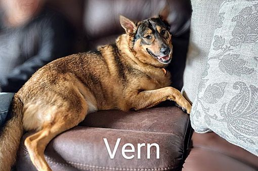 Brookfield, WI - Shepherd (Unknown Type). Meet Vern a Pet for Adoption ...