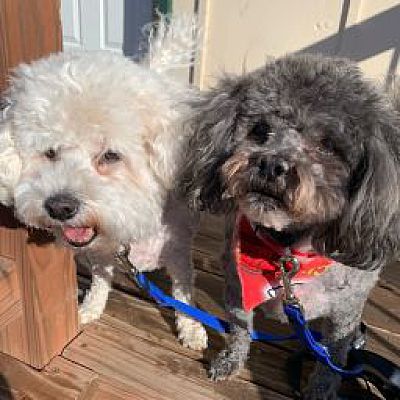 Leavenworth, KS - Miniature Poodle. Meet Nip a Pet for Adoption ...