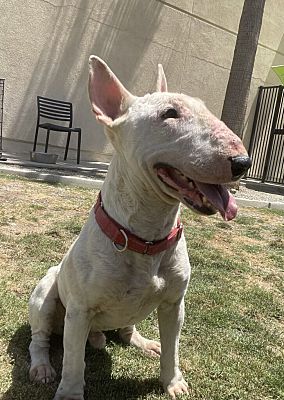 Palm Desert, CA - Bull Terrier. Meet Tyler a Pet for Adoption ...