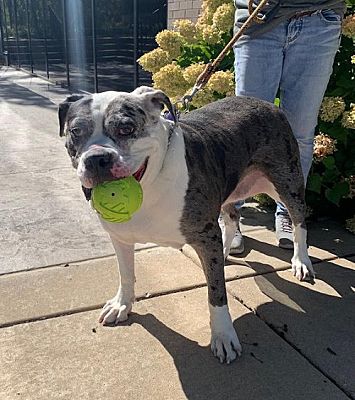 St Louis, MO - American Bulldog. Meet Octavia a Pet for Adoption ...