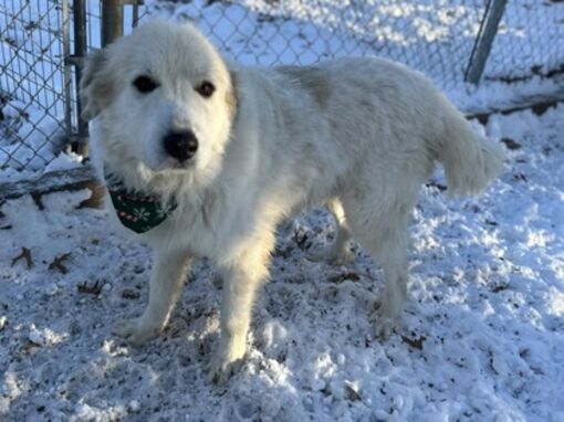 Ottumwa, IA - Great Pyrenees. Meet Zeus a Pet for Adoption - AdoptaPet.com