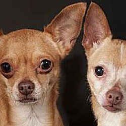 Chicago, IL - Chihuahua. Meet Mini & Chico a Pet for Adoption ...