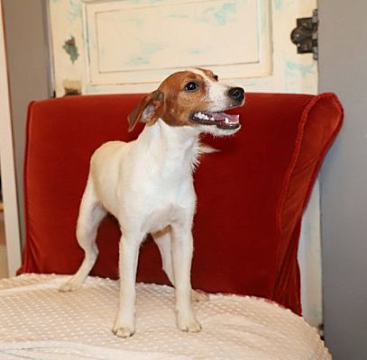 Rockaway, NJ - Jack Russell Terrier. Meet Wishbone JRT Lonestar a Pet ...